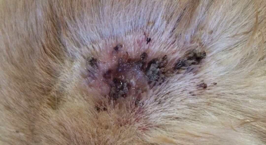 Mijn hond heeft korstjes op zijn rug: oorzaken - Uitgelaten Hond